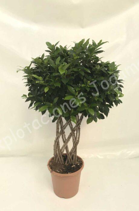 Ficus Nitida trenzados c25 - Explotaciones Jogamar SL