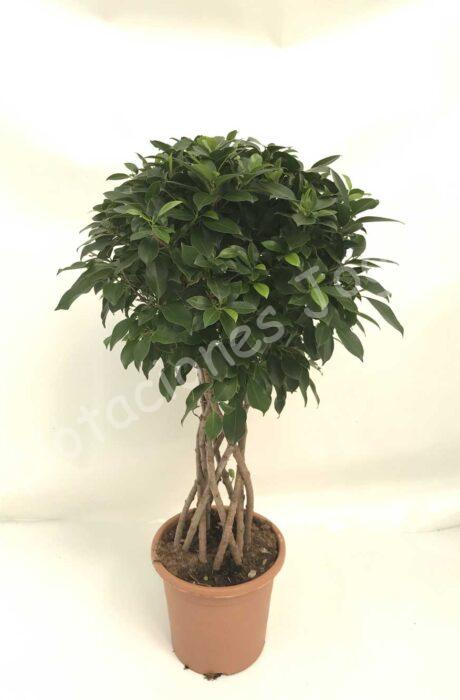 Ficus Nitida trenzados c25 - Explotaciones Jogamar SL