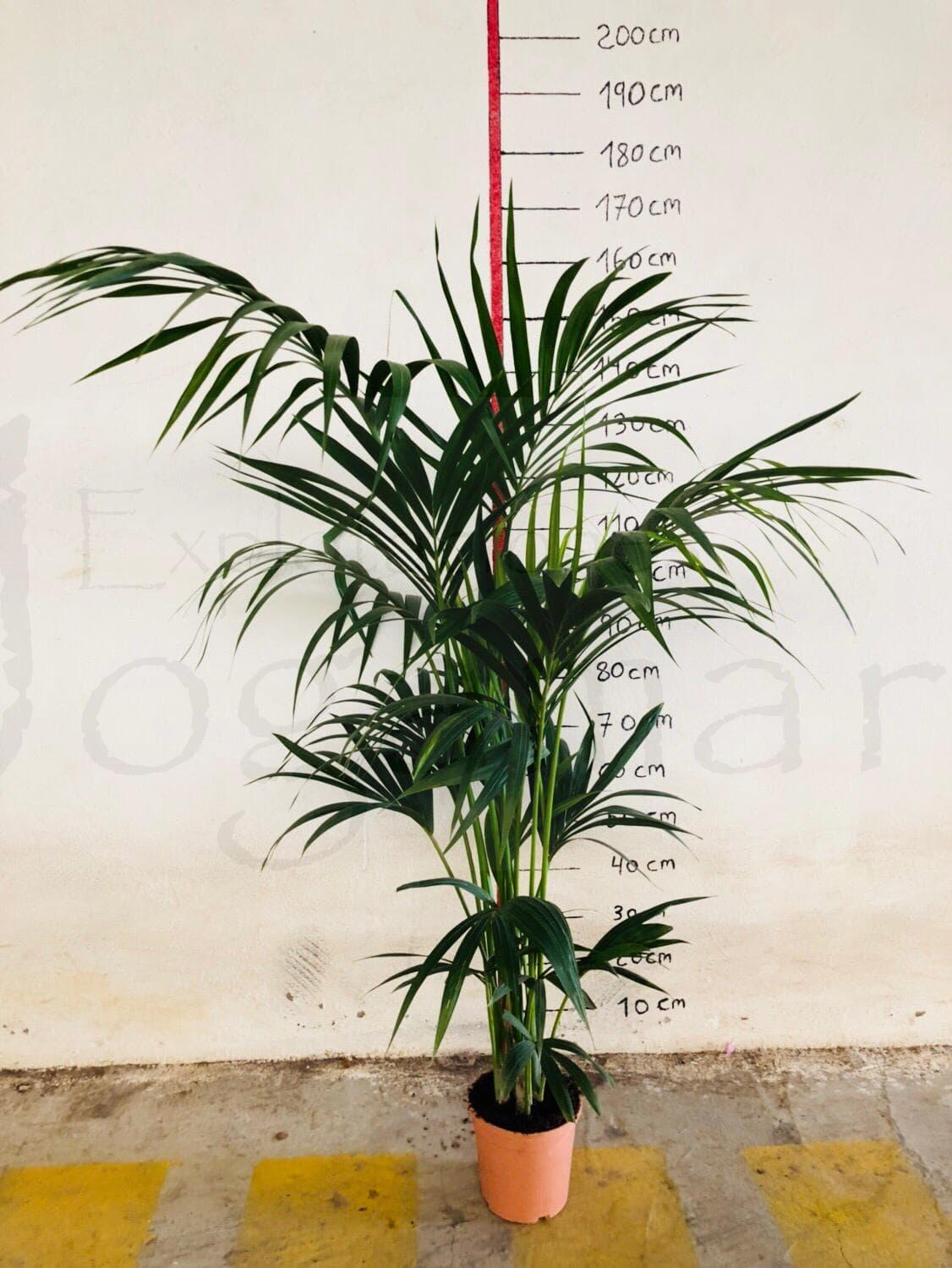 Howea forsteriana (Kentia) c19 - Explotaciones Jogamar