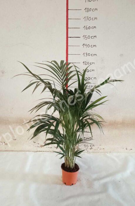 Banano Pianta Vera Palma Kentia Howea Forsteriana - Pianta Da Interno ...