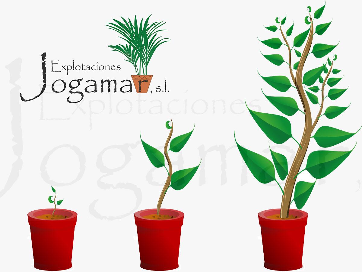 ¿Qué necesitan las plantas para vivir? - Explotaciones Jogamar SL