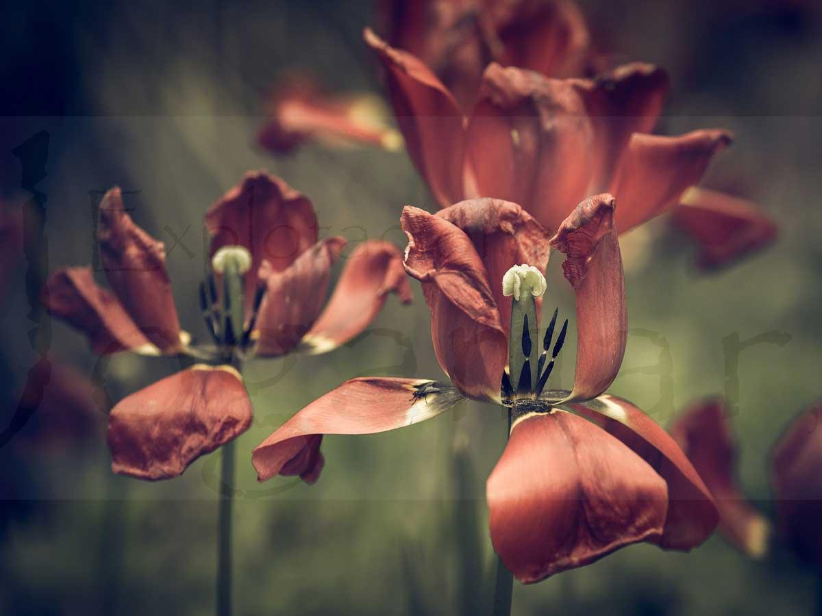 ¿Por qué se secan tus plantas? - Explotaciones Jogamar SL