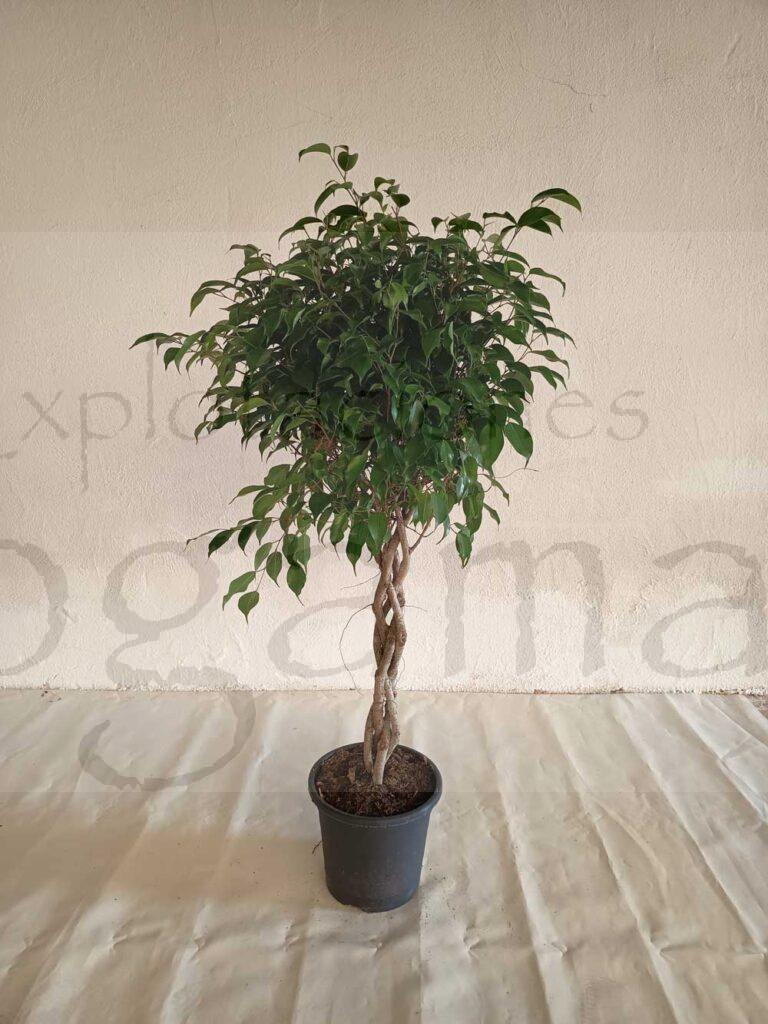 Ficus Benjamina trenzados c25 - Explotaciones Jogamar