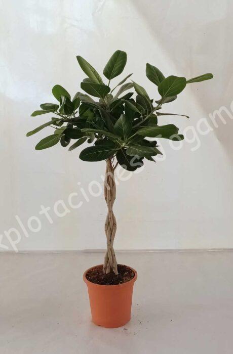 Ficus Benjamina trenzados c30 - Explotaciones Jogamar SL