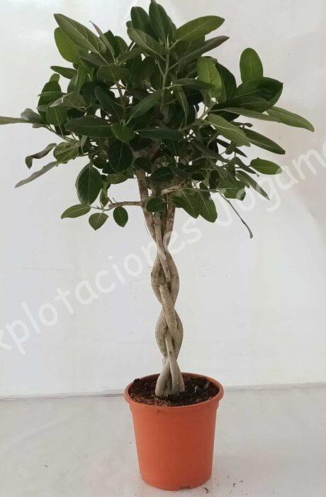 Ficus Nitida trenzados c25 - Explotaciones Jogamar SL