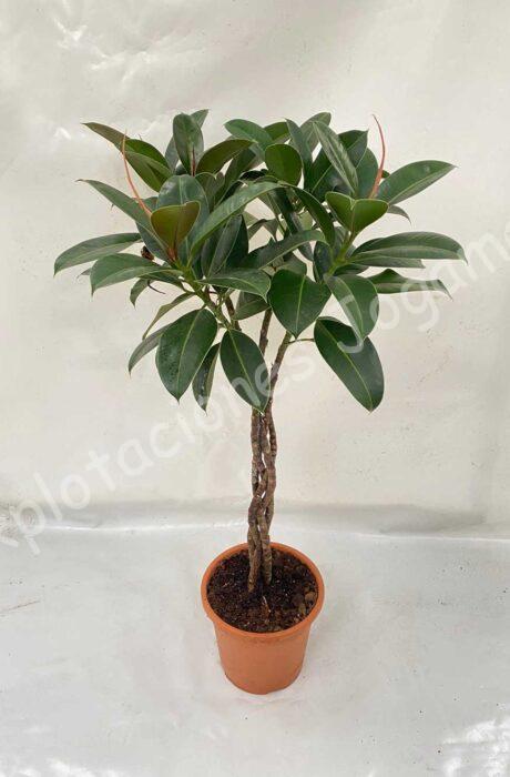 Ficus Benjamina trenzados c30 - Explotaciones Jogamar SL