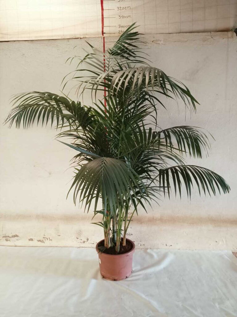 Howea forsteriana (Kentia) c50 - Explotaciones Jogamar
