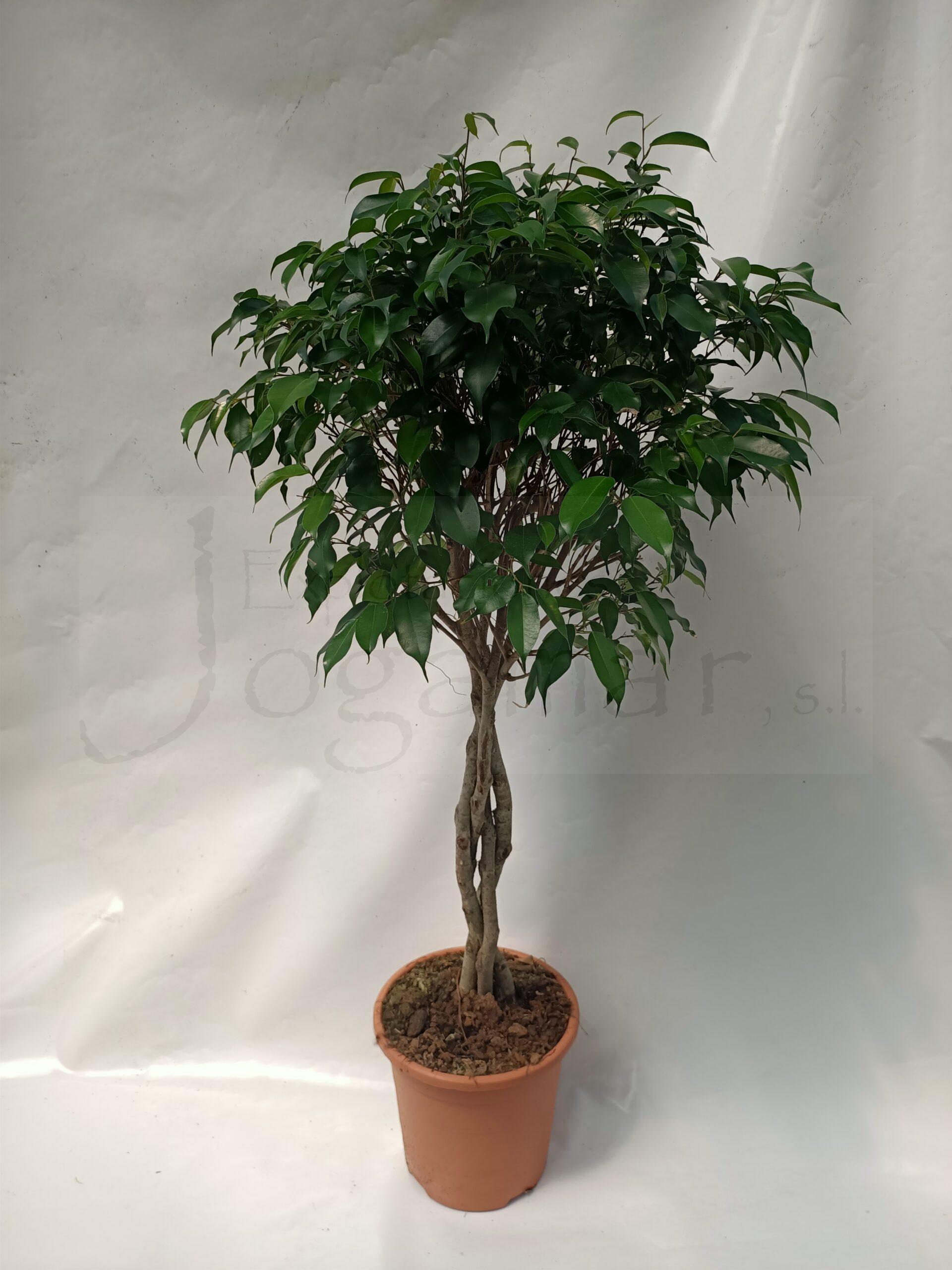 Ficus Benjamina trenzados c25 - Explotaciones Jogamar