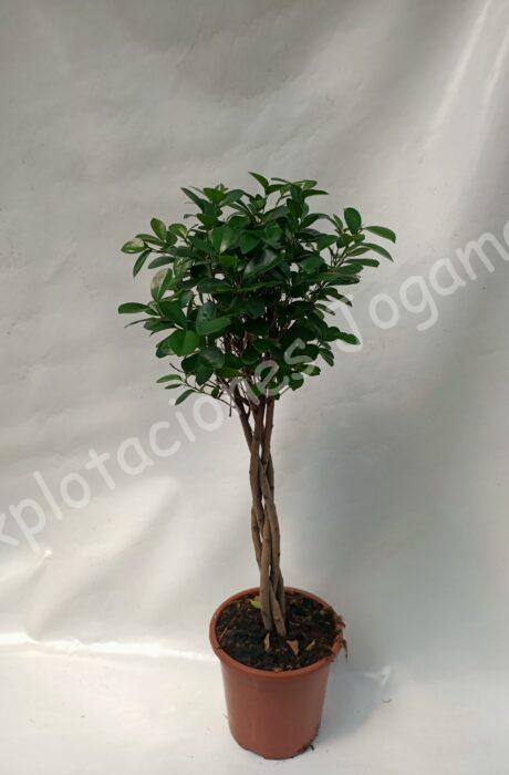Ficus Benjamina trenzados c25 - Explotaciones Jogamar