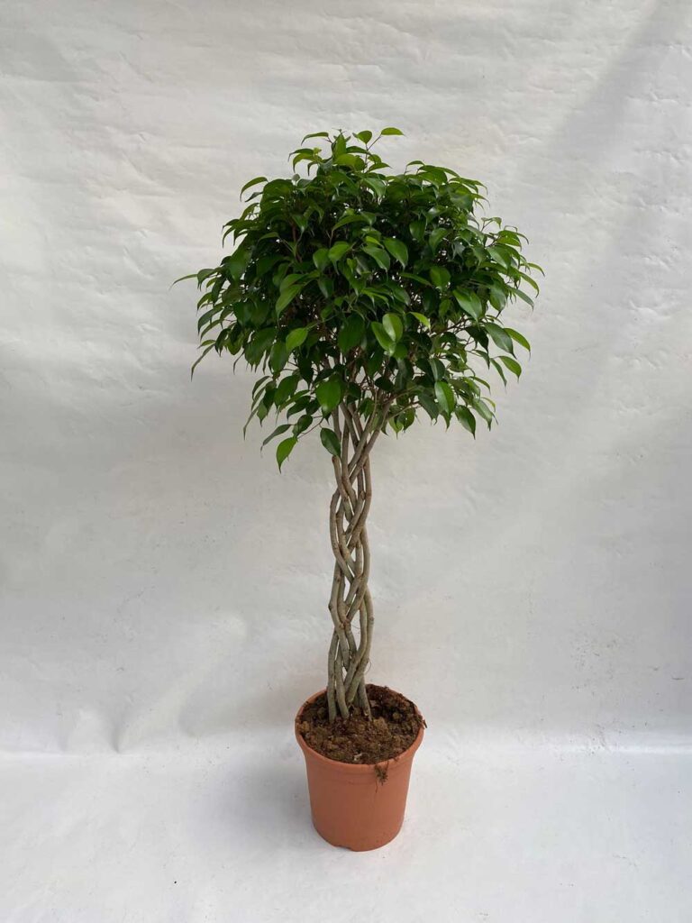Ficus Benjamina trenza plana c30 - Explotaciones Jogamar