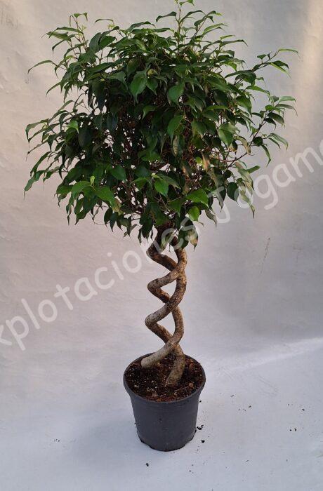 Ficus archivos - Explotaciones Jogamar